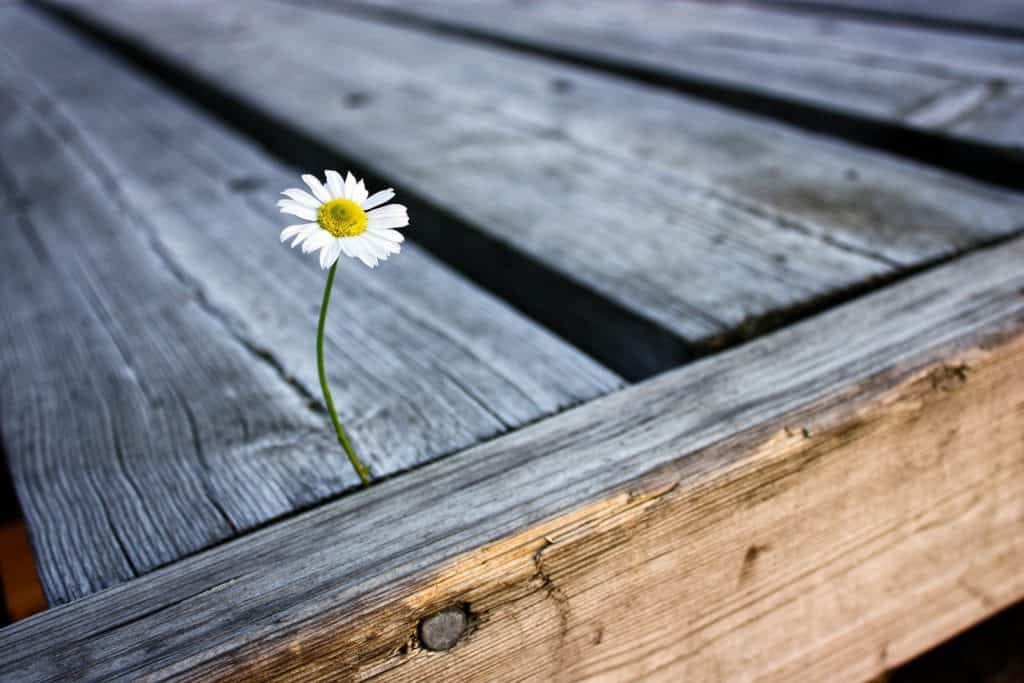 Bloom Where You’re Planted 🌱🌼. Life is a garden, and each one of us is ...