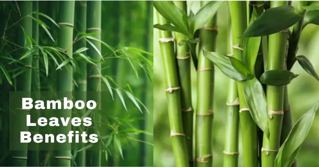Bamboo Leaves Benefits. Bamboo, often associated with sturdy… | by ...