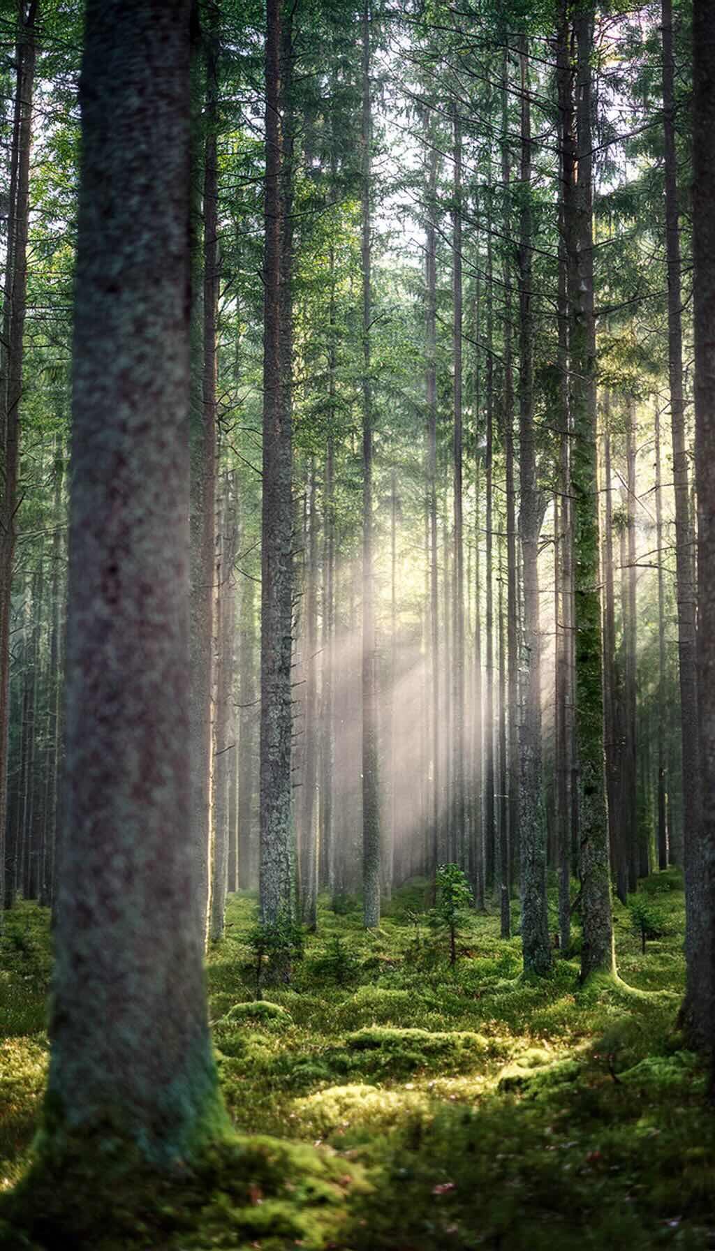 An Ode to Inner Light: Poetry of Hope and Natural Wonder | by Printique ...