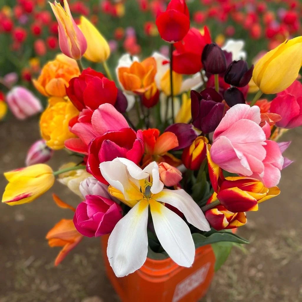 The Ultimate Guide to Growing Stunning Tulip Flowers | by AshleyScott ...