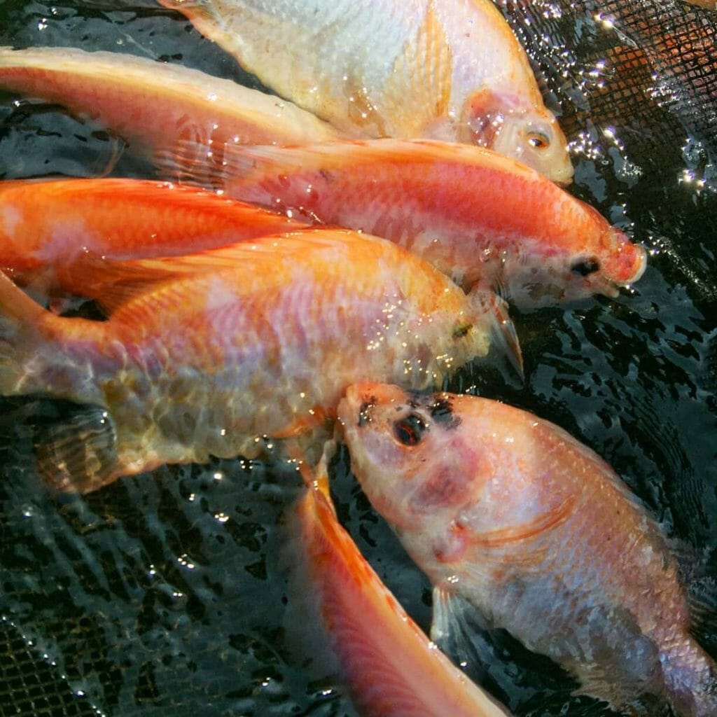 Budidaya Ikan Nila Merah: Panduan Langkah Praktis untuk Pemula | by ...