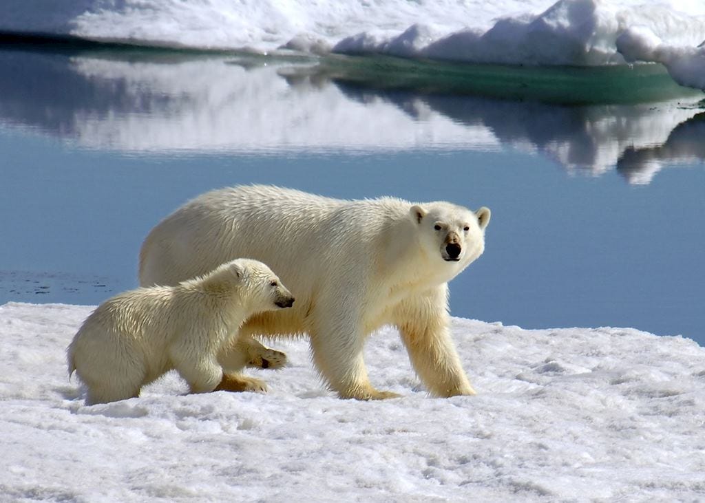 Journey to the Ends of the Earth: Exploring Polar Regions | by ...
