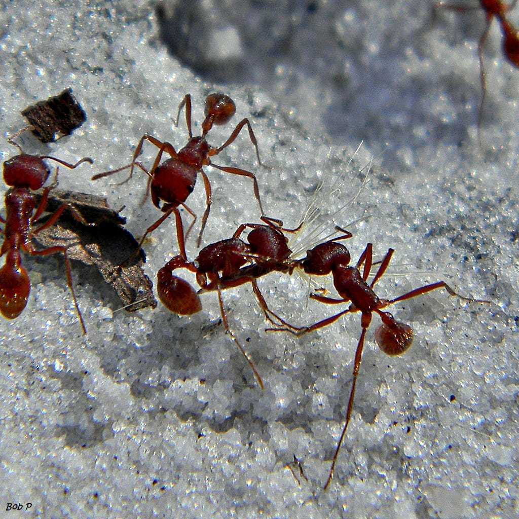 An Ant Contemplates Its Anthill. In times of crisis, the anthill ...