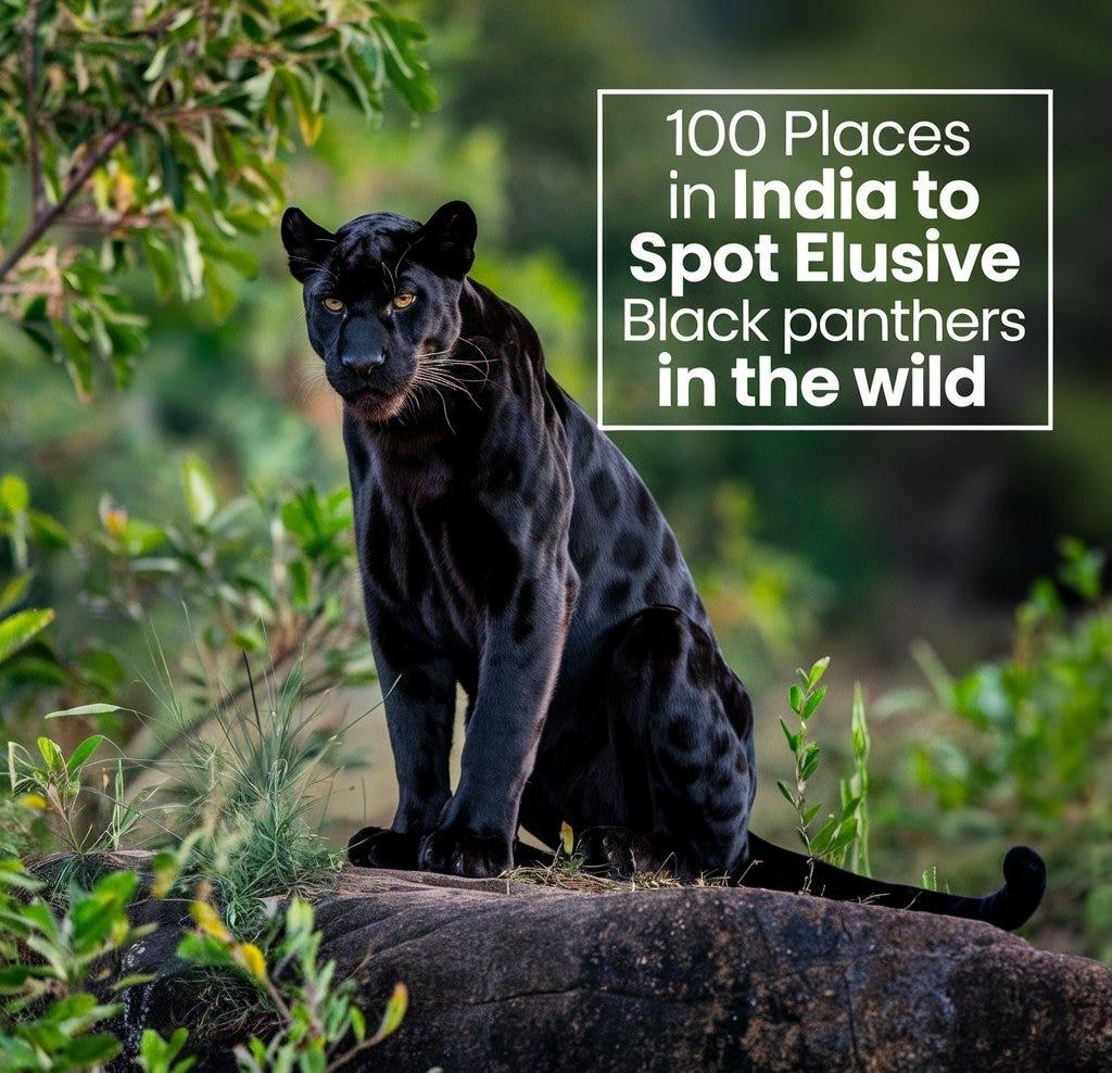 100 places in India to spot elusive black panthers in the wild | by ...