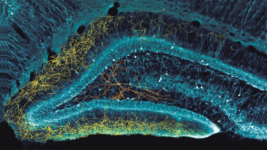 The Glue Behind Long-Term Memory. New Insights into Memory Storage ...