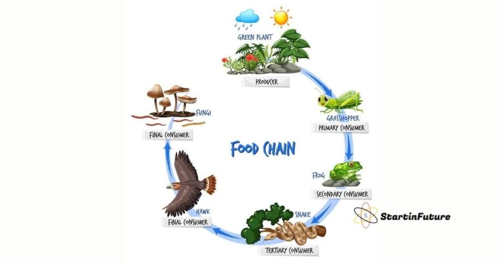 Food Chain Are The Functional Foods Startin Future Medium food-chain-are-the-functional-foods-startin-future-medium