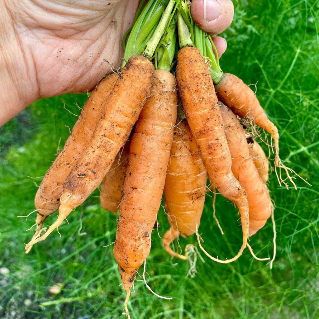 HOW TO GROW CARROTS AT HOME?. How To grow Carrots At Home?…. Hmm ...