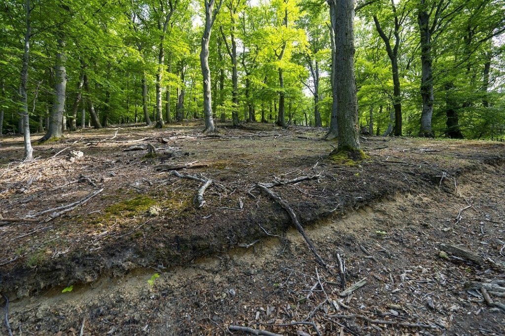 Difference Between Soil Carbon and Forestry Offsets | by Ramaa Rao | Medium