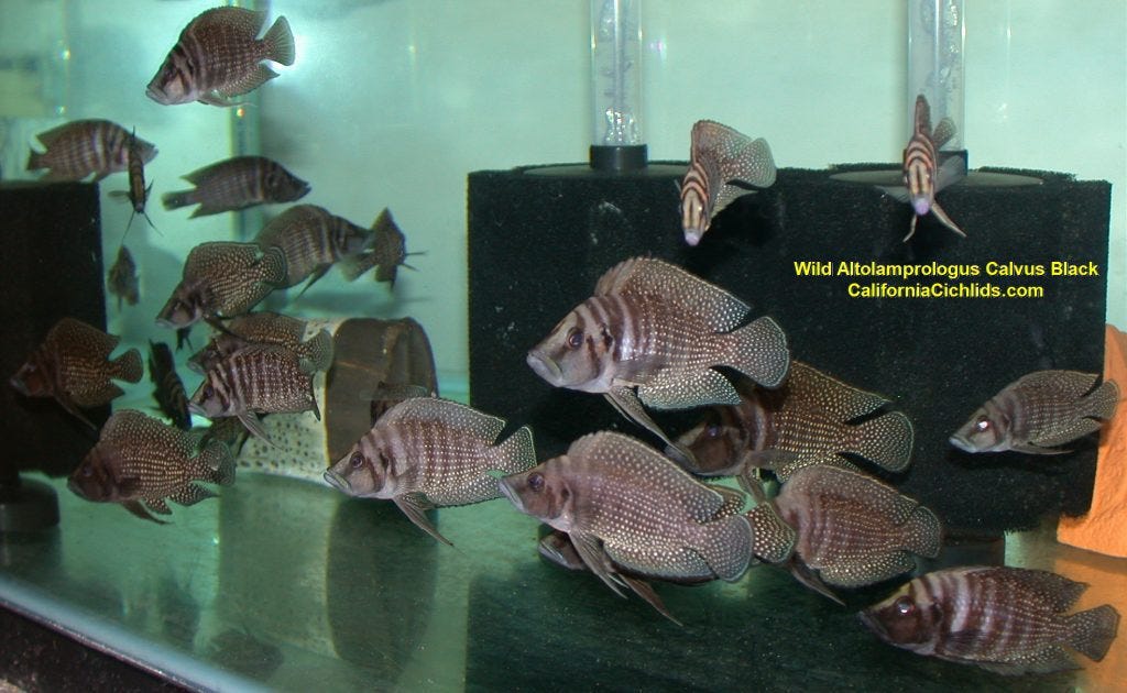 Tropheus Cichlids for Sale: A Guide for Enthusiasts | by ...