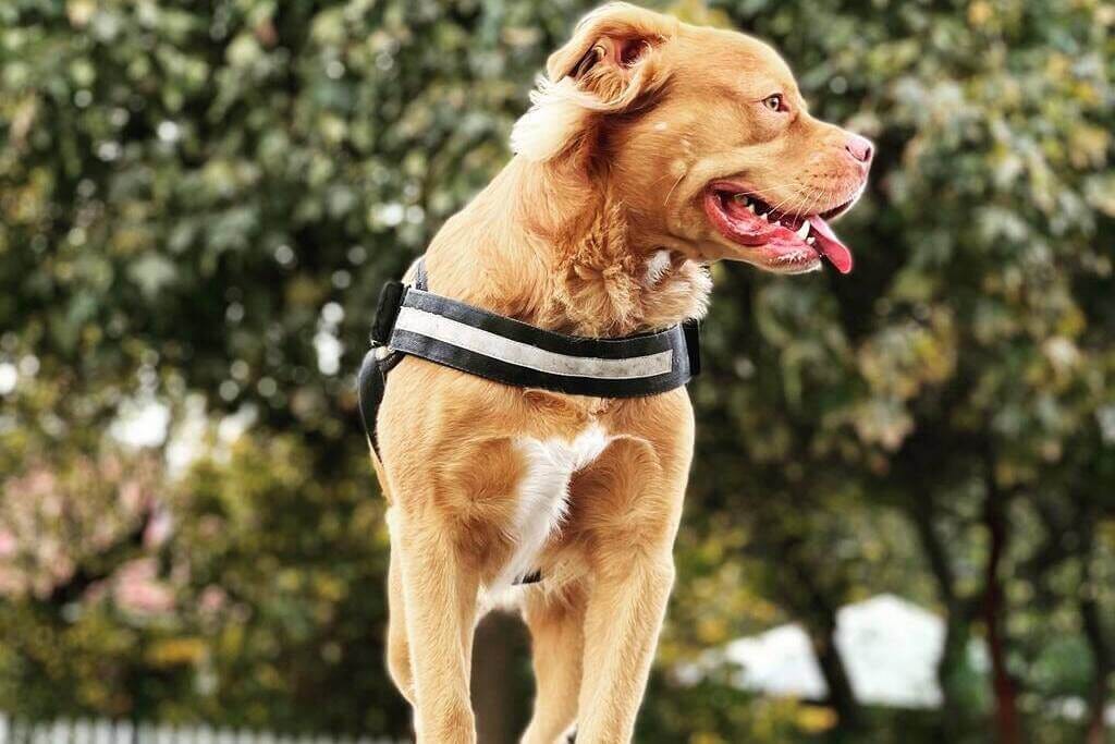 Golden Retriever Pitbull Mix: All You Need to Know | by Petsnurturing ...