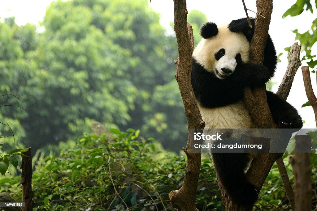 Panda Conservation🐼. As a large and responsible country… | by ZaRina ...