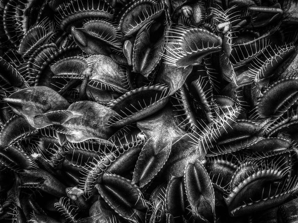 Delusions and Psychosis (Psych Blog Seven) | by Dr Benjamin Janaway 🧠 ...