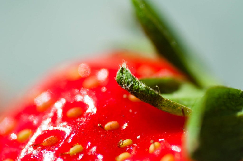 The Taste of a Strawberry Moon. New Books are Blooming from WBC Writers ...