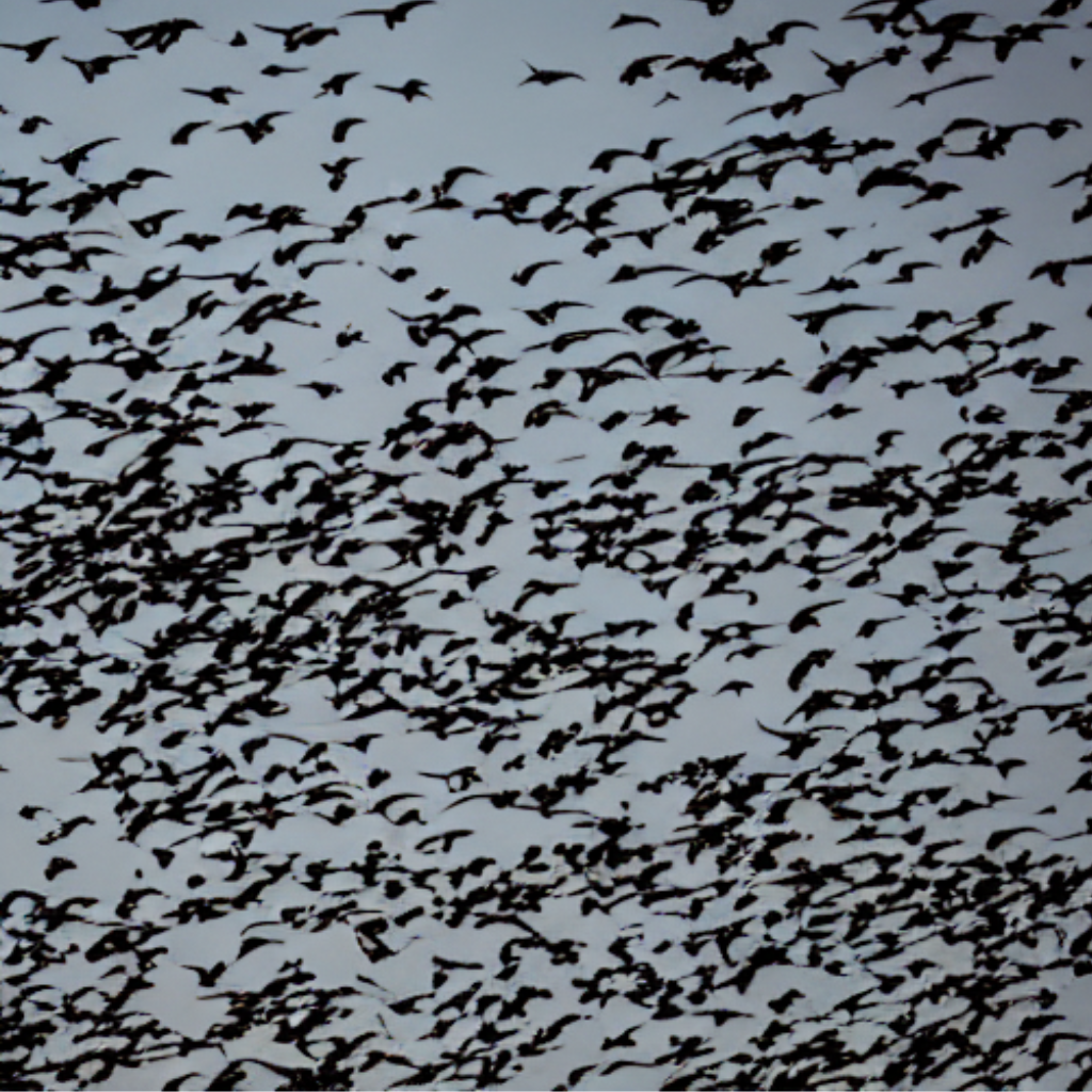 Birds in the City: The Urban Avian Experience | by Amberchambers | Medium