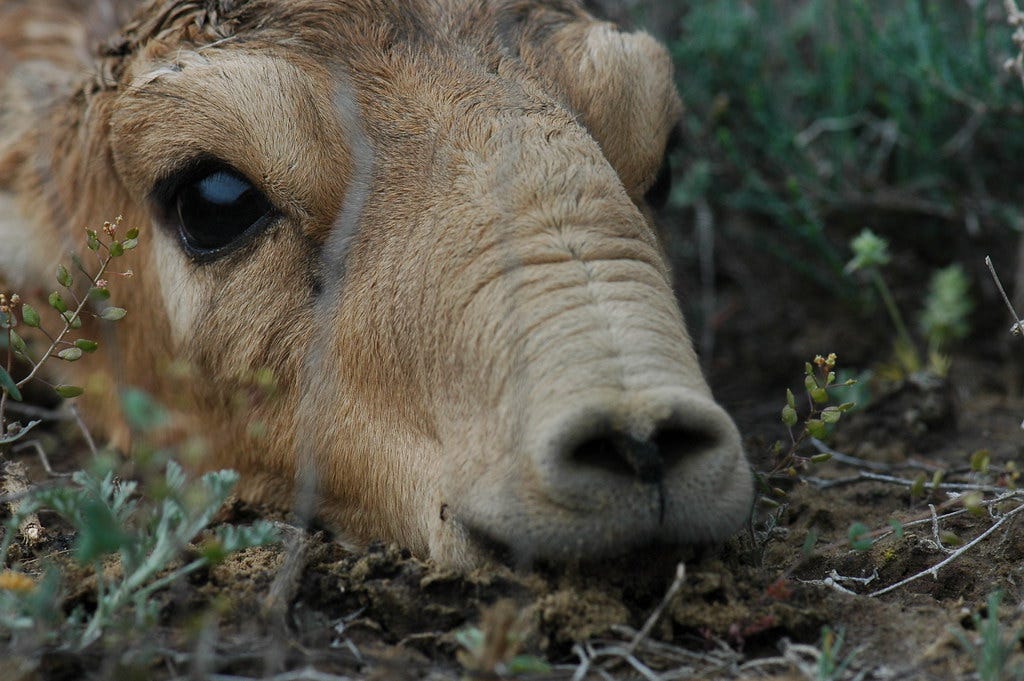 From endangered species to meat in a can: how saiga in Kazakhstan ...