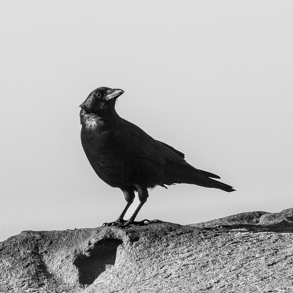 Corvidae. It had been three days since the crows… | by James Stuart ...