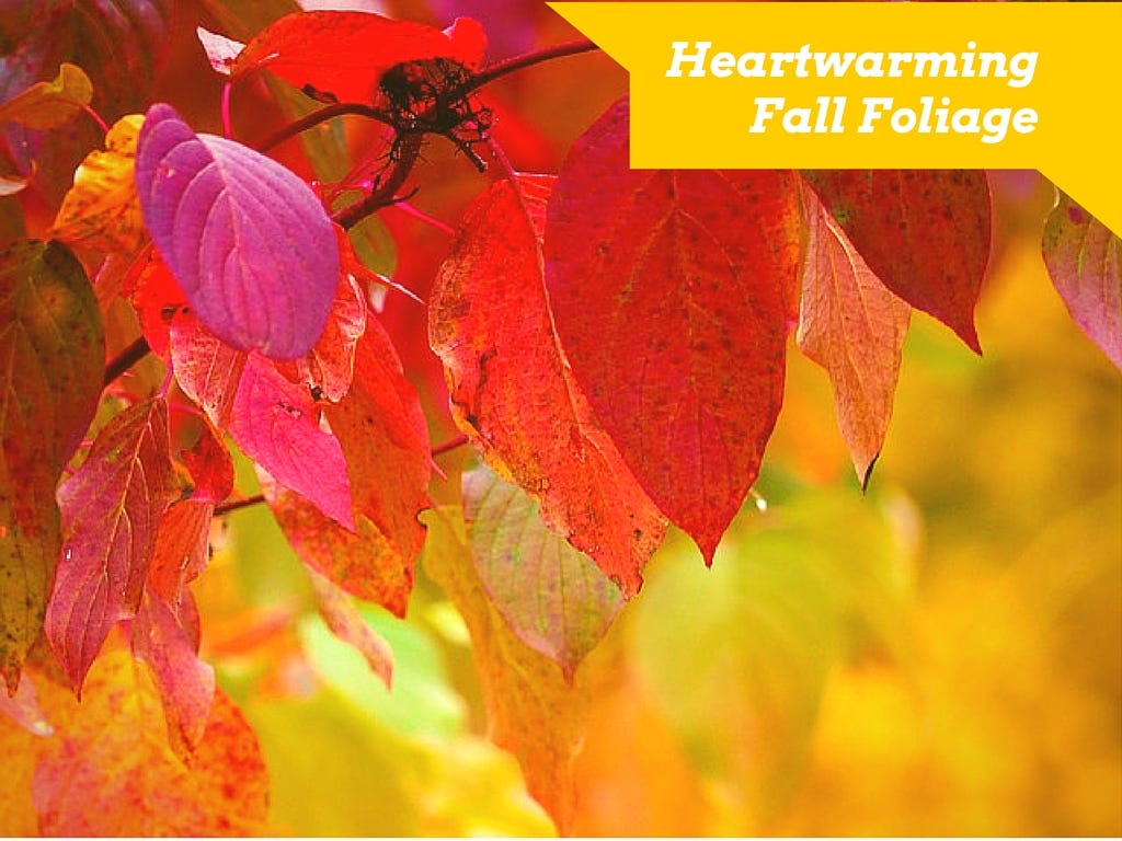 Photography | Celebrating the Arrival of Fall! | by Elizabeth Creekmore ...