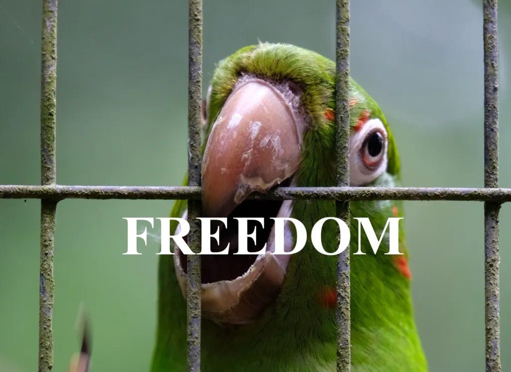 FREEDOM- A SHORT STORY. A story is born every moment in life… | by ...