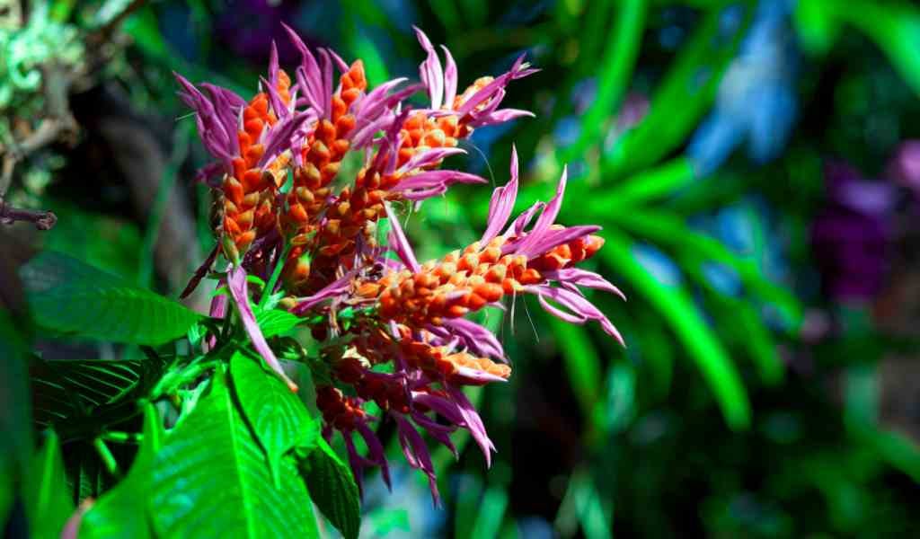 5 Enchanting Plants for Your Fairy Garden - The Gardens World - Medium