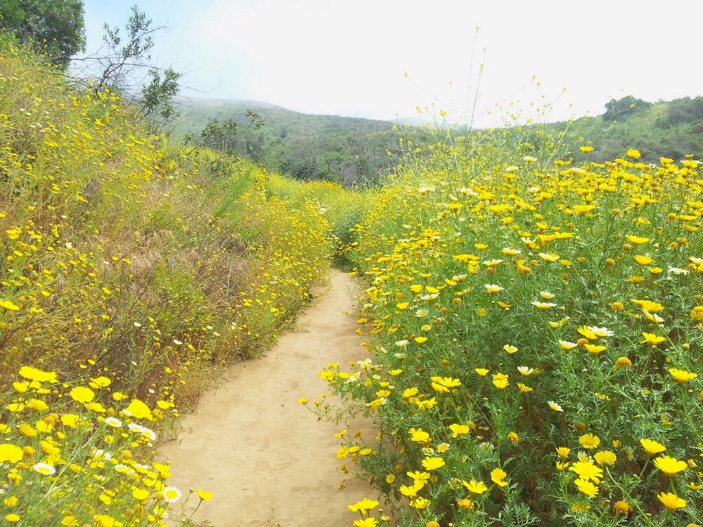 “Hello Baird. I have a hammer in my medical bag … | by Baird Brightman | Jul, 2024 | Medium