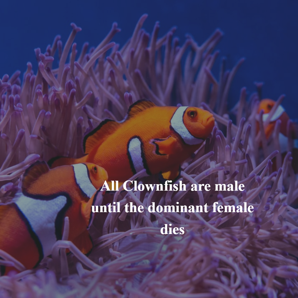 Men used to wear nail polish, and clownfish are male, but not always ...