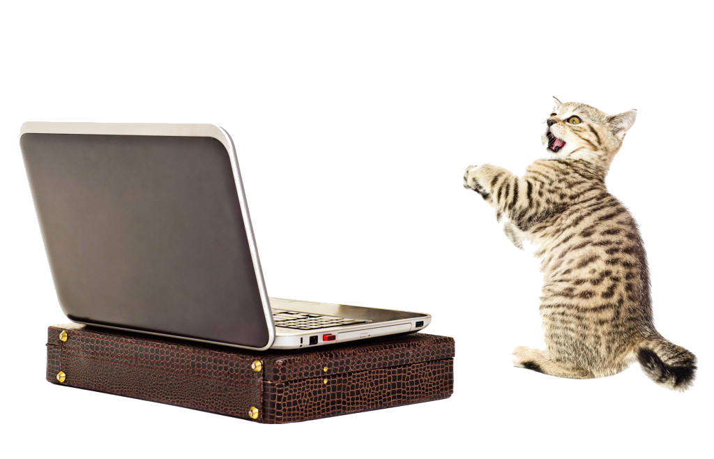 Amazon Reviews: Cat 3.0 — New Version Meow Available! | by SnapMunk ...