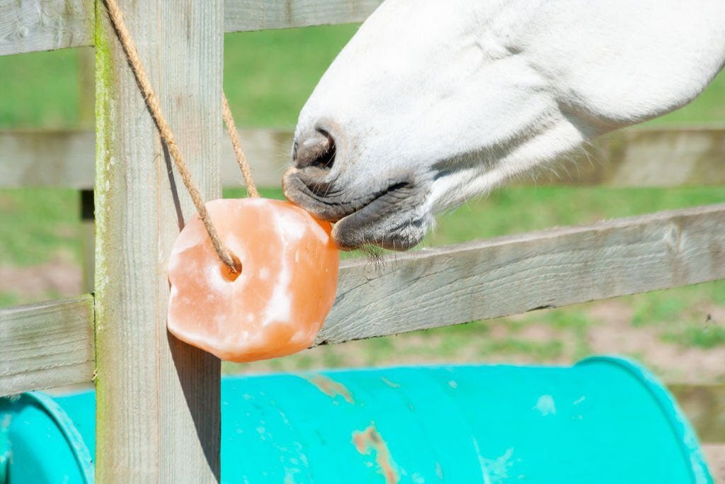 Animal-Licking Salt Blocks | How Animals Consume? | by Taimoor Cheema ...