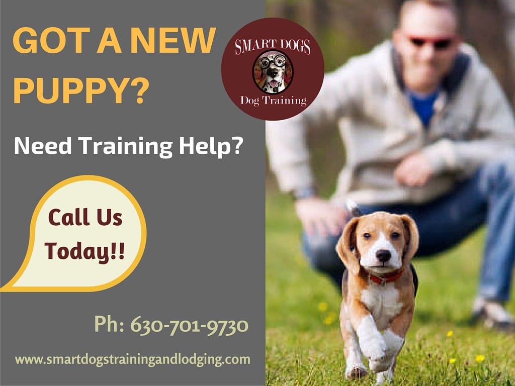 Pet Training Classes in Downers Grove | by Smart Dogs | Medium