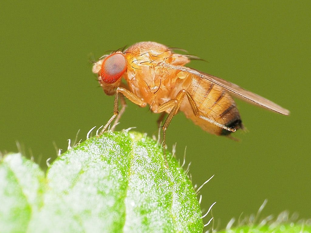 Next-generation biopesticide uses RNAi yeast and a dash of Coca-Cola to ...