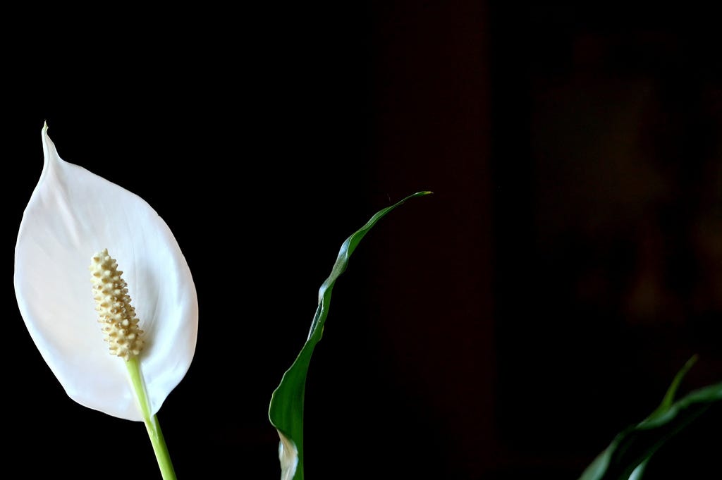 When a Fifteen Year Old Plans a Funeral | by Jessica Seale | Medium