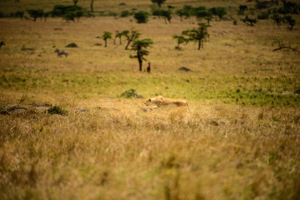 Lion coats: camouflaged for prey but attention-grabbing for lions? | by ...