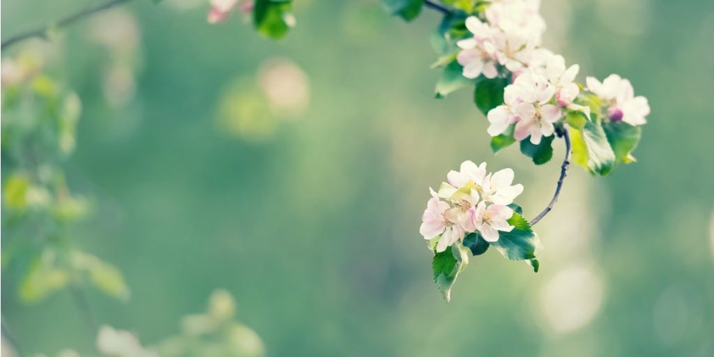 Building Multi Tenant Aspnet Core Applications With The Orchard Core Framework By Sipke