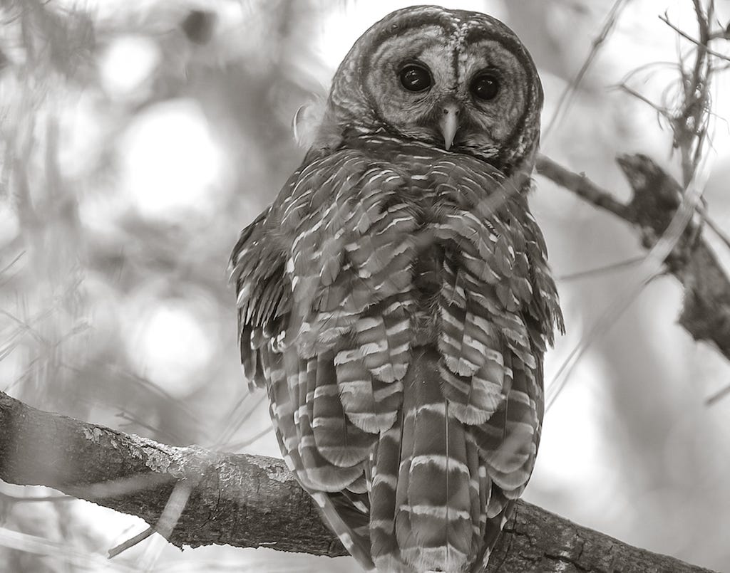 The Story Behind the Photograph. In my life as a wildlife photographer ...