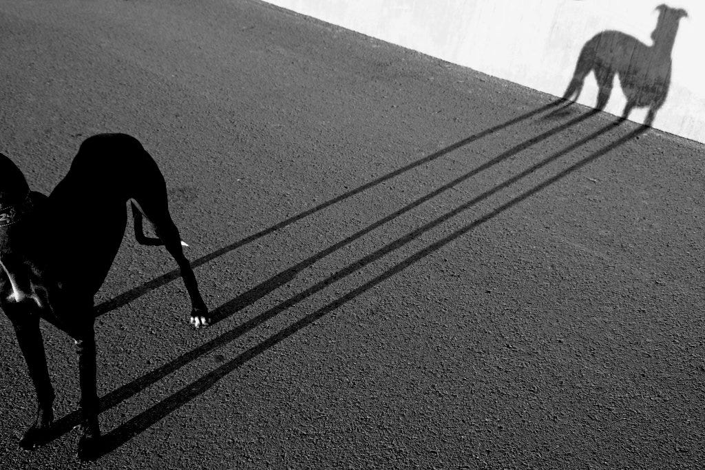 Looking closely at shadows. A simple way to get your attention… | by ...