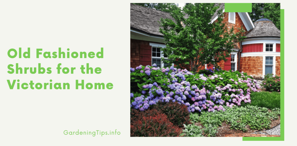 Old Fashioned Shrubs for the Victorian Home - Gardening tips - Medium