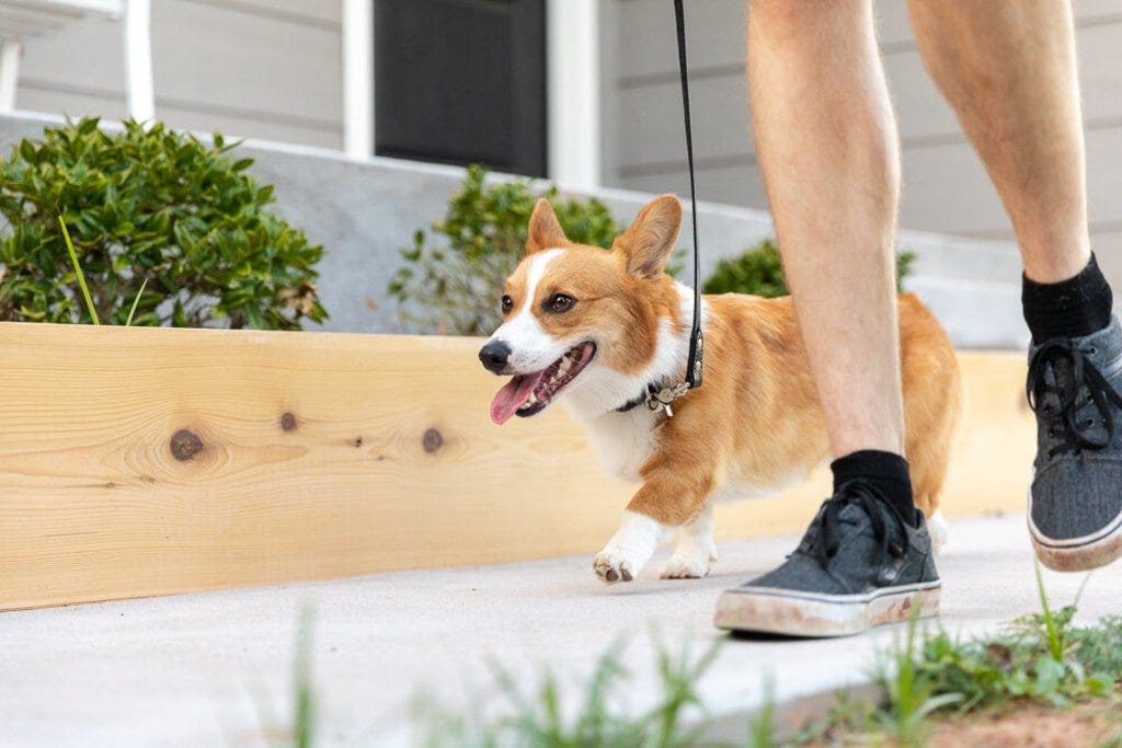 How Much Exercise Does a Corgi Need? - Cardio Point - Medium