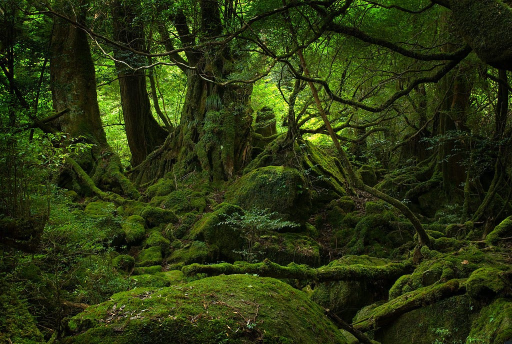 Ciri-ciri Hutan Hujan Tropis di Indonesia | by Yanuar Hadi | Medium
