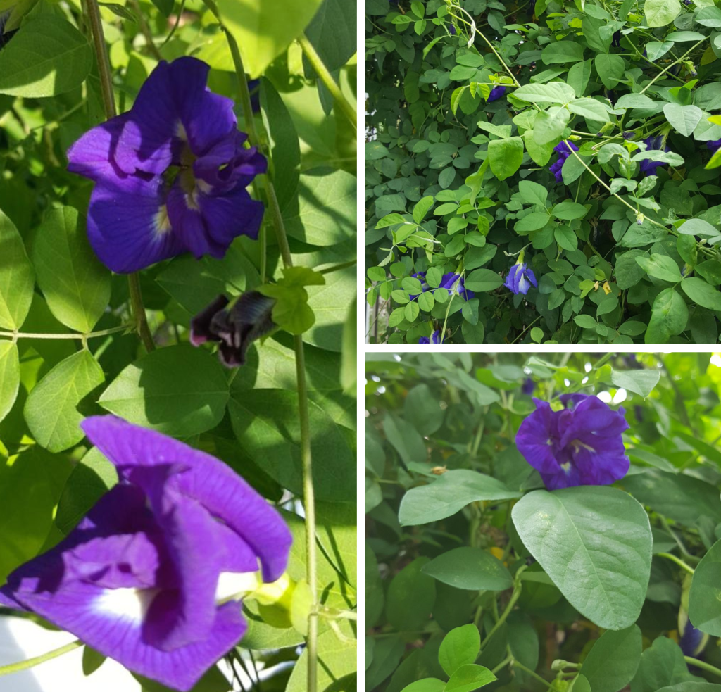 Butterfly Pea or Blue Pea — ดอกอัญชัน (dok anchan) — Clitoria ternatea ...