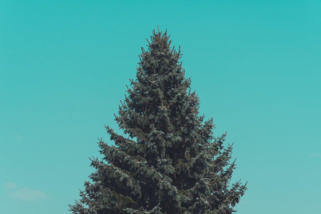 How to Easily Grow Your Own Pine Tree from Home | by Terry Arsenault ...