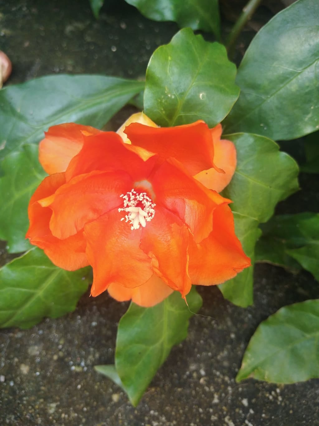 Have You Found Your Purpose?. An orange flower that gives beauty and ...