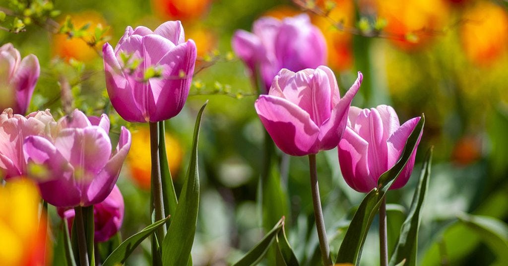 March is almost here!. WOW! Where has the time gone. It’s… | by Gobaith ...