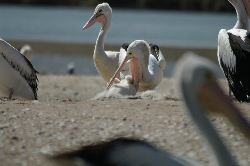 Ode to a Pelican: On Sacrificial Acts of Love and Humility | by ...