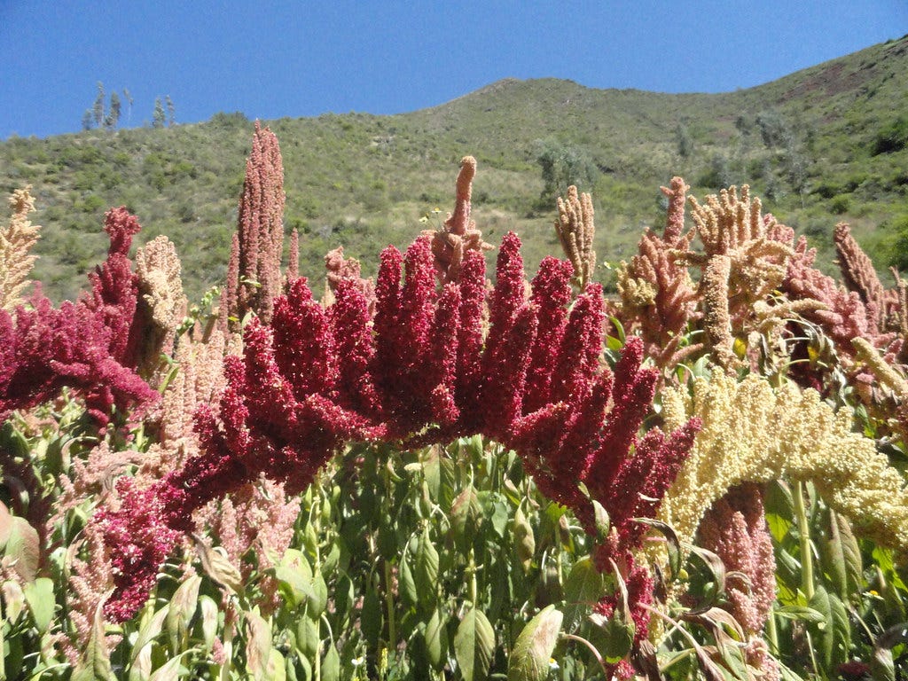 Grani andini: la kiwicha, il superfood che non ti aspetti | by SMG ...