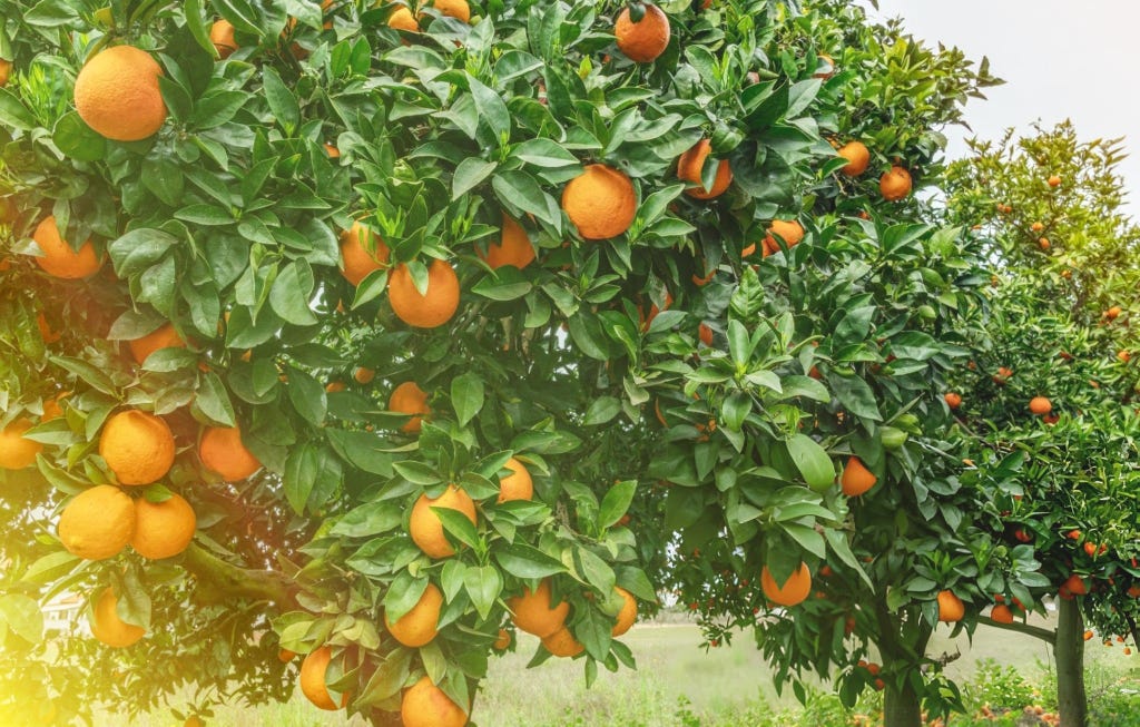 The Orange Power: A Symbol of Unity and Change | by M Hamza | Dec, 2024 ...