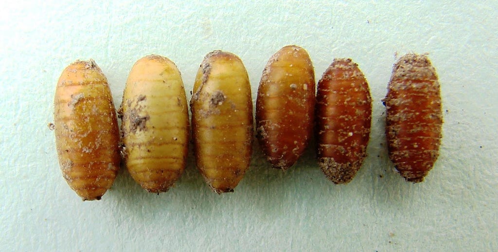 PUPA. Revolta metamorfósica gerando… | by Victor Hugo | Medium