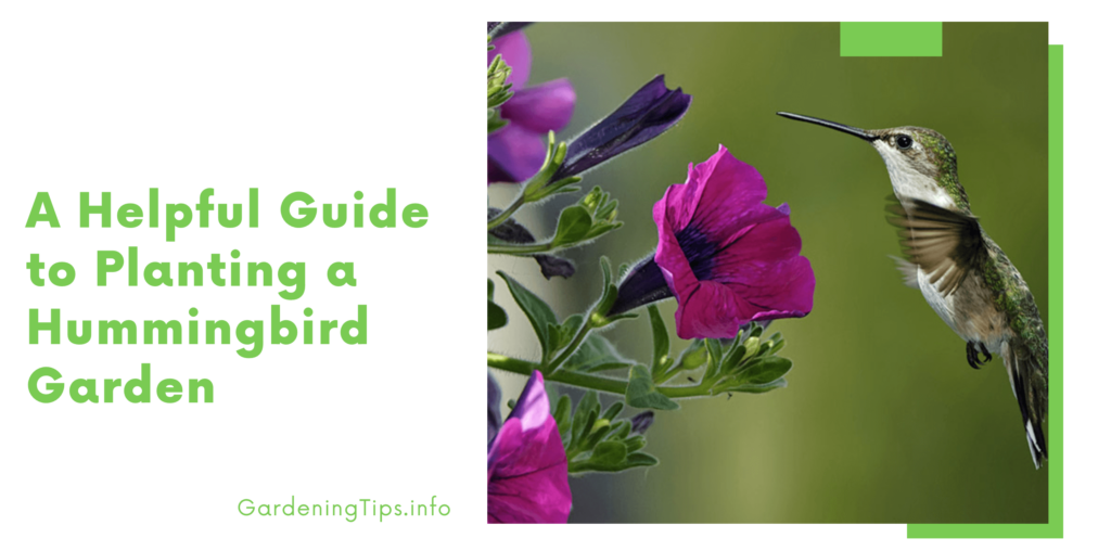 A Helpful Guide to Planting a Hummingbird Garden - Gardening tips - Medium