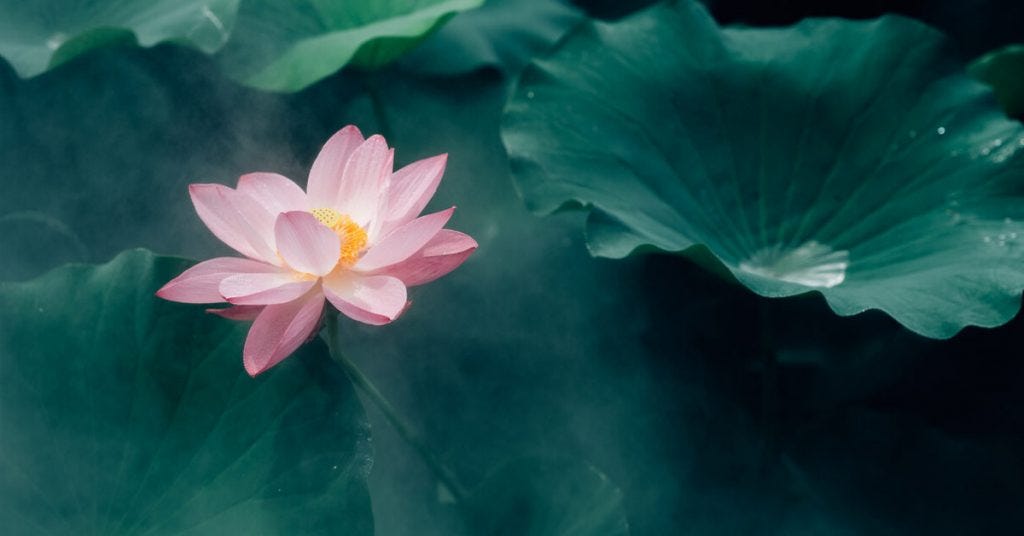 The lotus and its symbolism. The lotus is an ancient and at the same ...