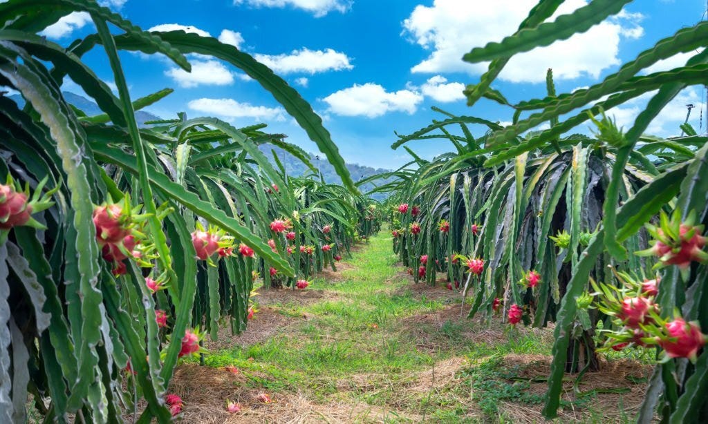 Dragon Fruit Side Effects: All You Need To Know | by Politianment.net ...