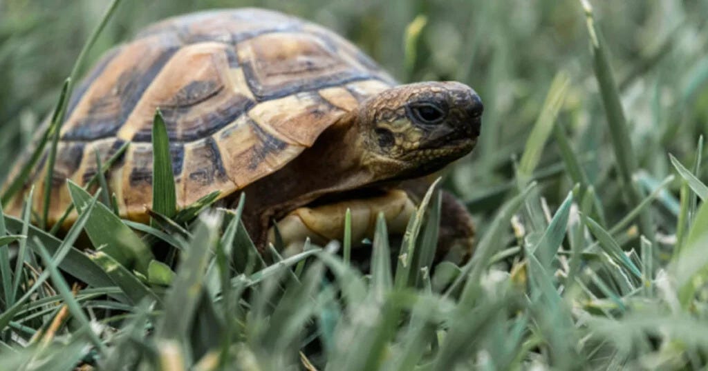 “A Comprehensive Guide: Exploring the Diverse Colors of Turtles ...