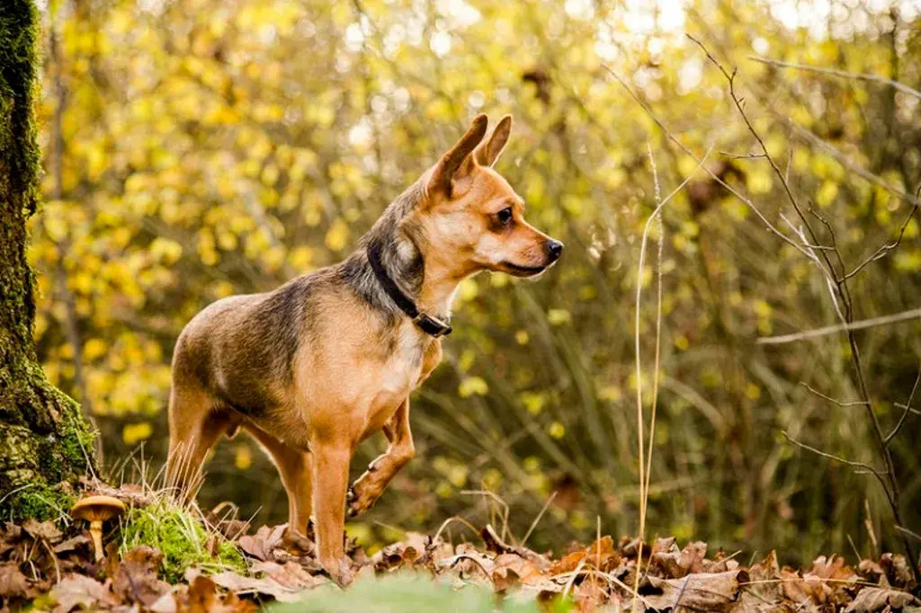 Chiweenie Dog Care, Temperament, Lifespan, History, & More | by ...